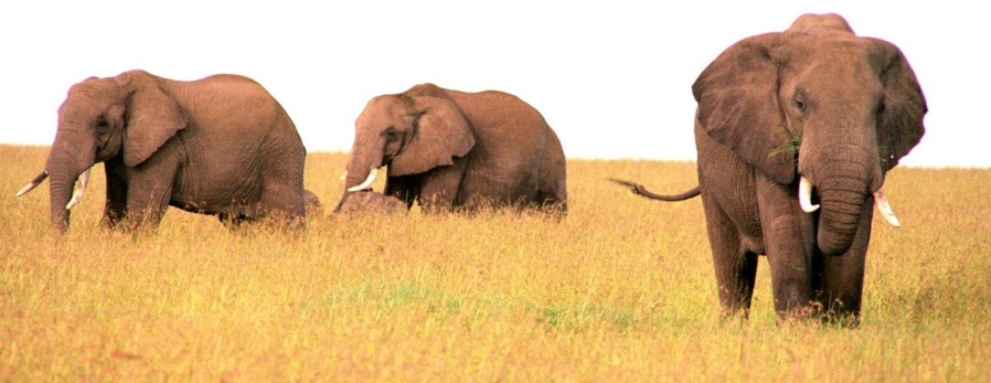 Free Elephant Learning Activities for Kids | Teacher Direct